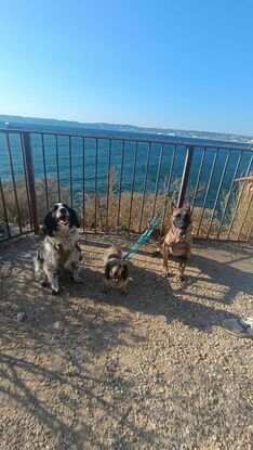 Dog walker vétérinaire - Alexandre - Gudog