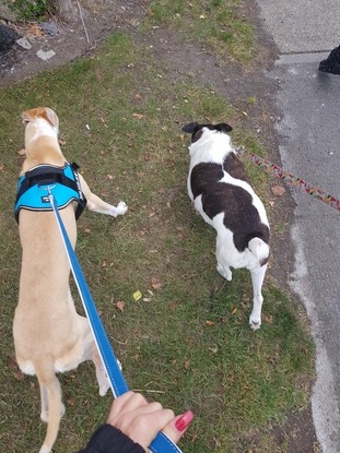 Homestay - Niamh - Gudog