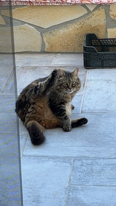 Promenade et garde de chiens sur Nice ! - Justin - Gudog