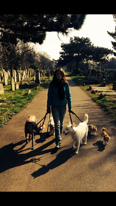 Emily - Experienced Dog Sitter Service in London from £15 - Gudog
