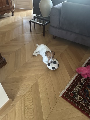 Promeneuse de chien - Ines - Gudog