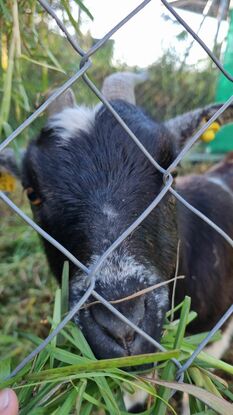 Cuido a tu perro 🫶 - Jessica - Gudog