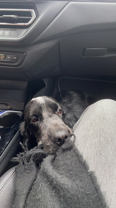 Garde de chien - Inacia - Gudog