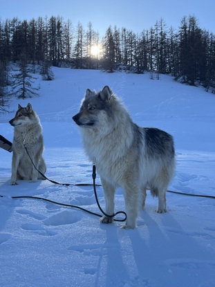 Une passion pour les chiens depuis toujours ! - Louane - Gudog
