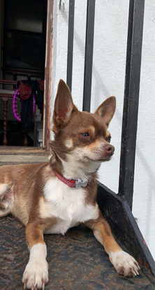 Steph - Experienced Dog Sitter Service in Edinburgh from £10 - Gudog