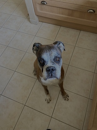 Garde de chiens - Eve - Gudog