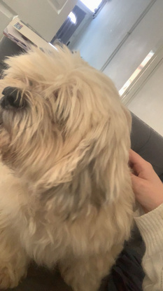 Ruby - Experienced Dog Sitter Service in Grimsby from £10 - Gudog