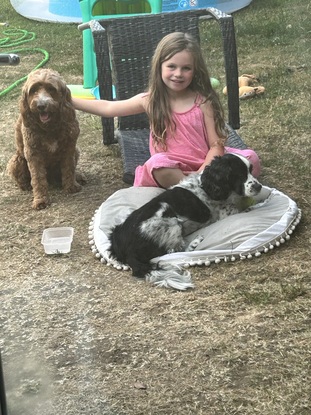 Sue - Experienced Dog Sitter Service in Aylesbury from £15 - Gudog