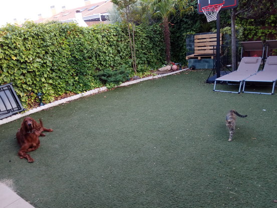 Tu perro como en casa. Gran terraza, jardín, largos paseos y mucho ...