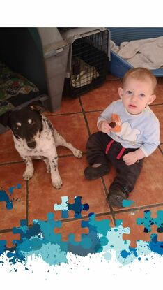 Patricia - Experienced Dog Sitter Service in Cudworth from £15 - Gudog