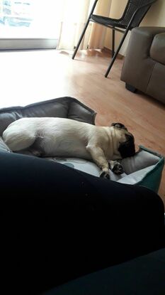 Cuidadora y paseadora en Salamanca - Johanna Jenny - Gudog