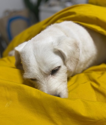 Josephine - Experienced Dog Sitter Service in Surbiton from £30 - Gudog