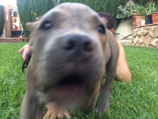 Dedicación al bienestar del perro - Armando - Gudog