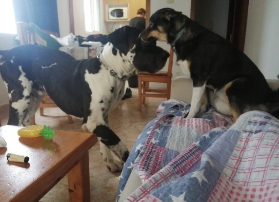 Cuidadora | Tan bien como en casa - Alexia - Gudog