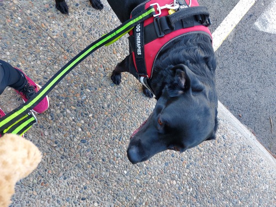 Paseadora y educadora canina en sitges - Estefanía - Gudog