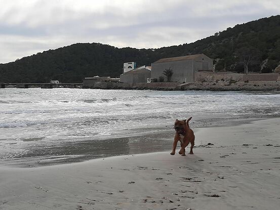 Paseadora Canina - Maria - Gudog