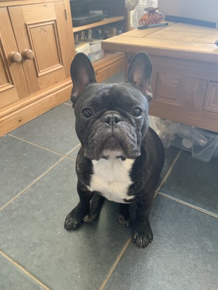 Thomas - Experienced Dog Sitter Service in Derby from £10 - Gudog