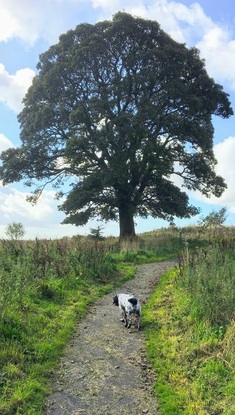 Margaret - Experienced Dog Sitter Service in Howwood from £35 - Gudog