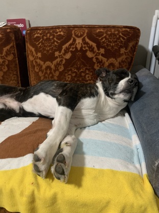 Cuidadora/paseadora de perros - Cristina - Gudog