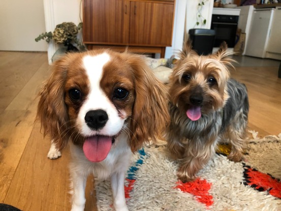 Dogsitteuse professionnelle et certifiée - Charlotte - Gudog