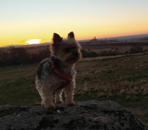 Cuidadora de perros y otros ♥️ - Ana - Gudog