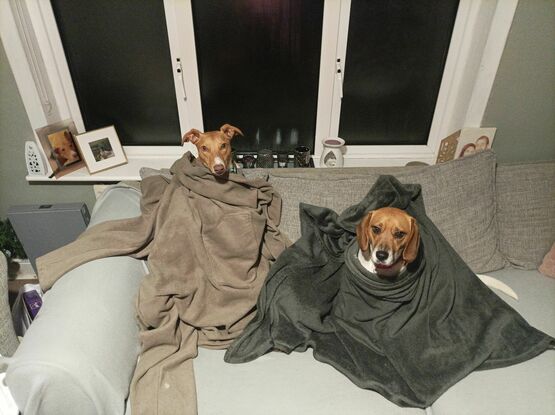 Limited availability for walking and check-in on dogs. Live right ...
