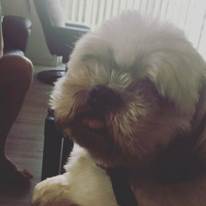 Hundepasser hos familie - Diana - Gudog