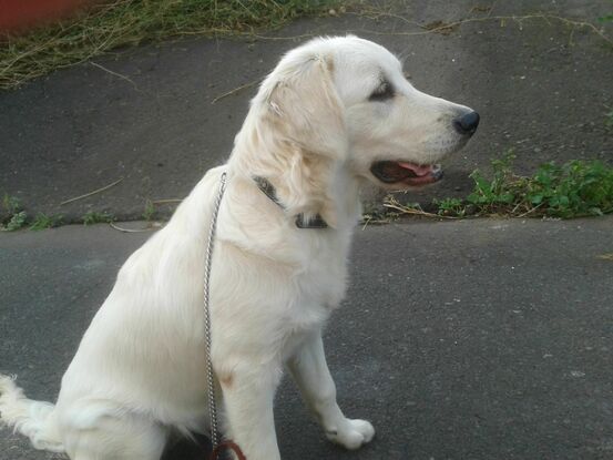 Paseo/Cuidado de mascotas - Esther - Gudog