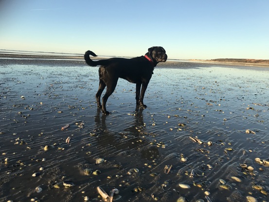 Masser af plads til at være hund - Marie - Gudog