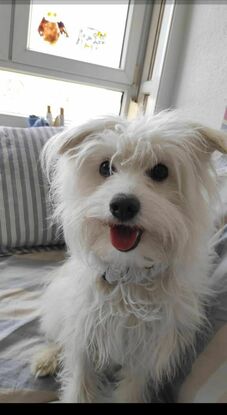 Paseadora de perros Almería - Lidia - Gudog