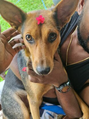 Paws & Play: Your Dog's Ultimate Walk and Daycare Experience - Vinod ...