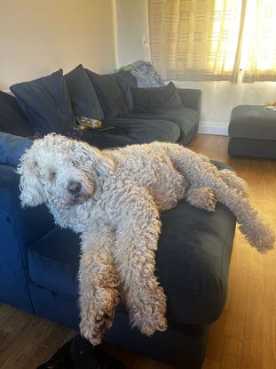 Four Paws B&B is a warm and cozy home from home for your 4 legged baby ...