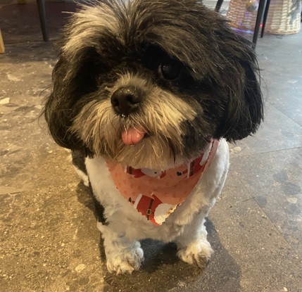 Rebecca - Experienced Dog Sitter Service in Durham from £21 - Gudog