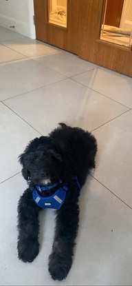 Dog walker - Kodi - Gudog