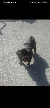 Lily - Experienced Dog Sitter Service in Belfast from £12 - Gudog
