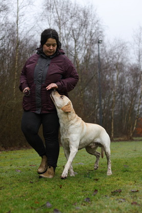 Tilbyder pasning af hund i eget hjem med egen hund - Rebecca - Gudog