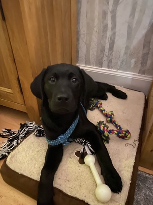 Elaine - Experienced Dog Sitter Service in Winchburgh from £12 - Gudog