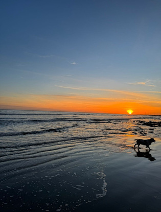 Amelia - Experienced Dog Sitter Service in Bognor Regis from £16 - Gudog