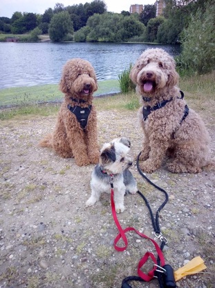 Julie - Experienced Dog Sitter Service in Birmingham from £25 - Gudog