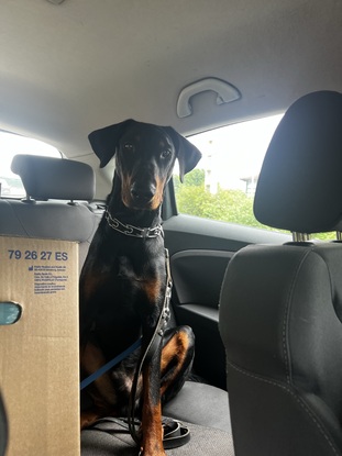 Cuidadora de perros y gatos - Irune - Gudog