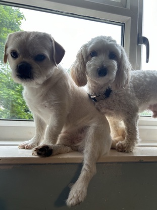 Yeanolia - Experienced Dog Sitter Service in Leeds from £20 - Gudog